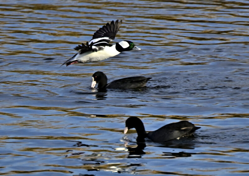 ヒメハジロ(Bufflehead)②——珍鳥＆迷鳥 - 高野山彦