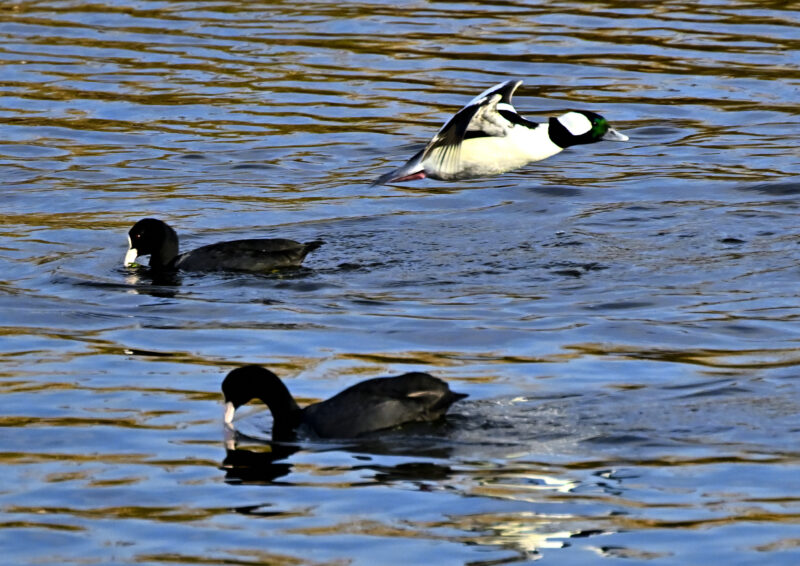 ヒメハジロ(Bufflehead)②——珍鳥＆迷鳥 - 高野山彦