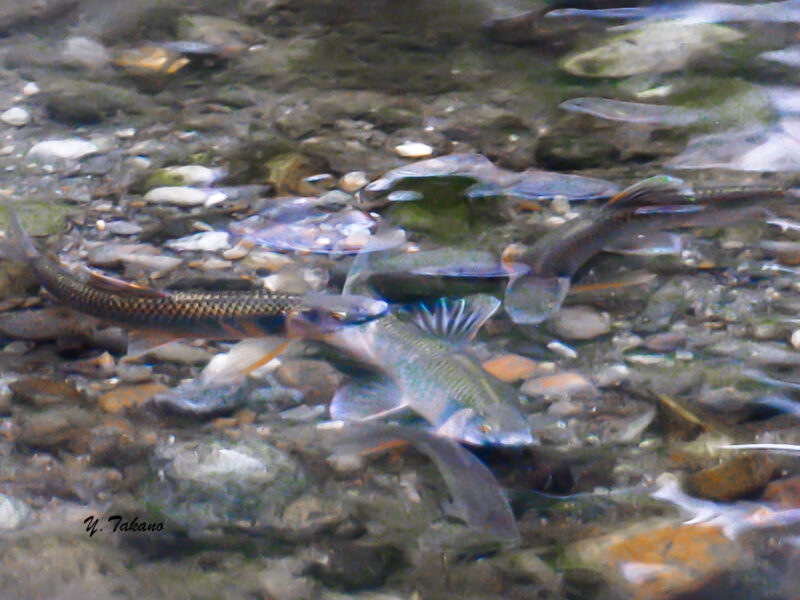 オイカワ(Pale bleak) - 高野山彦
