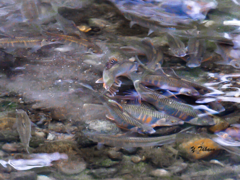 オイカワ(Pale bleak) - 高野山彦