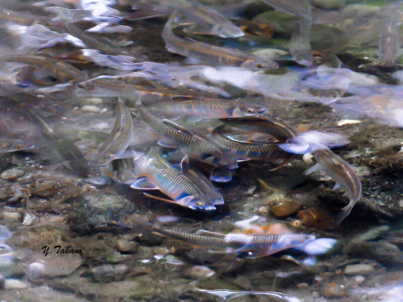 オイカワ(Pale bleak) - 高野山彦