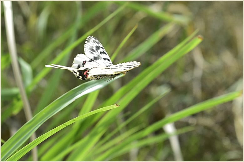 ホソオチョウ(Dragon Swallowtail) -15.6.2- 高野山彦