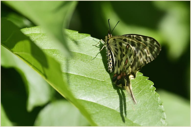 ホソオチョウ(Dragon Swallowtail) -15.6.2- 高野山彦