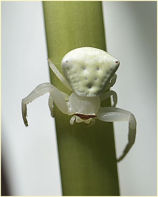 アヅチグモ（安土蜘蛛、Thomisus labefactus） -’15.7.10- 高野山彦