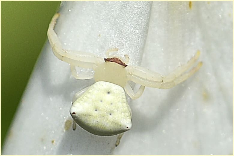 アヅチグモ（安土蜘蛛、Thomisus labefactus） -’15.7.10- 高野山彦